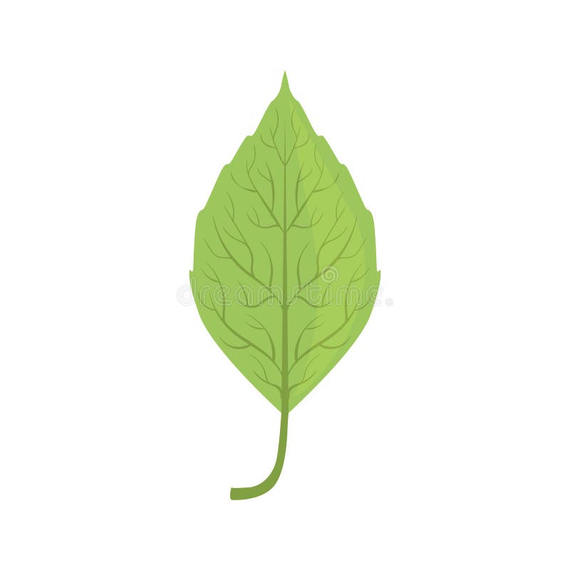 Elm Tree Green Leaf Vector Illustration Stock Vector - Illustration of ...