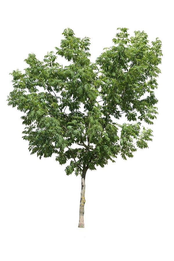 Elm Tree with Green Leaves Isolated on White Background Stock Image ...