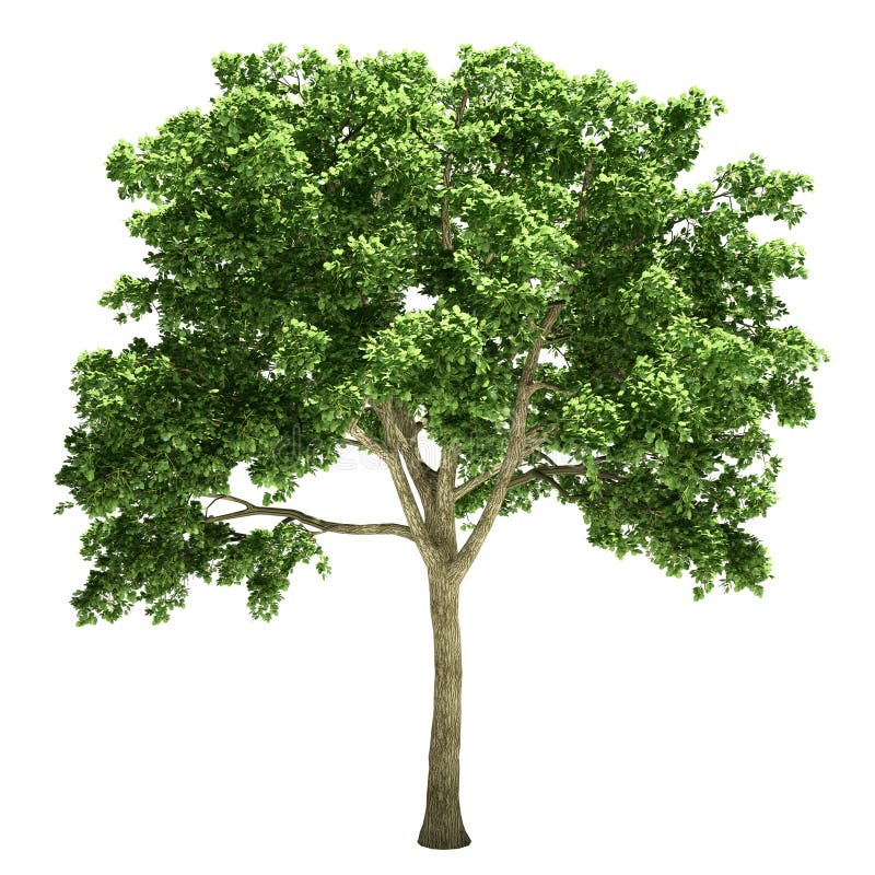 Leaf Elm Tree Stock Illustrations – 2,995 Leaf Elm Tree Stock ...