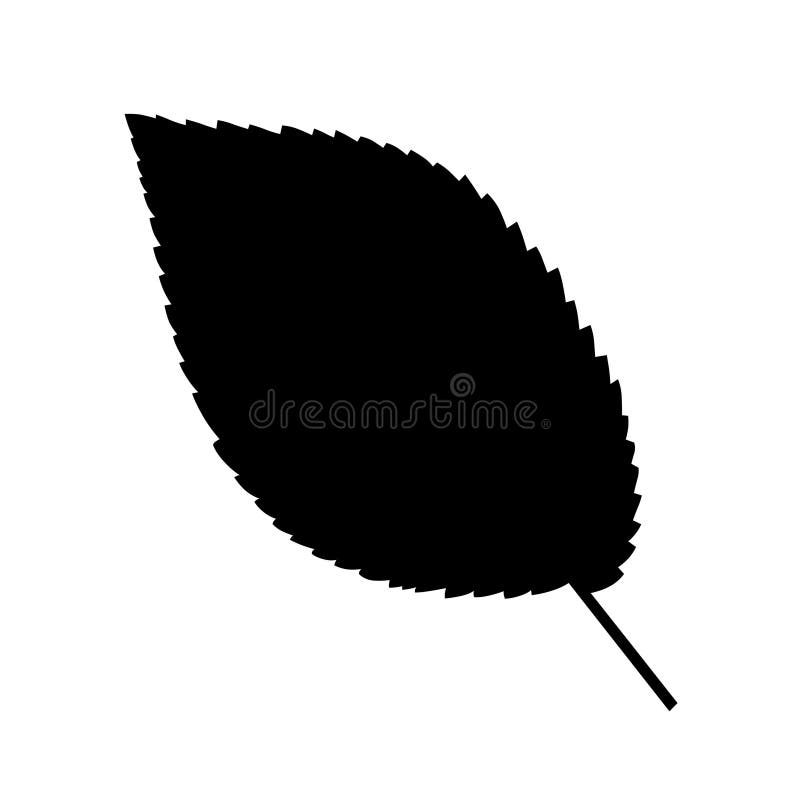Elm tree leaf stock vector. Illustration of silhouette - 116904277