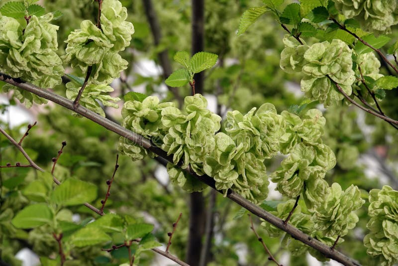 Elm tree rough in spring stock photo. Image of light - 252499404