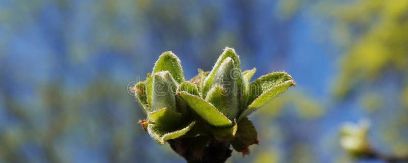 Elm tree rough in spring stock photo. Image of light - 252499464