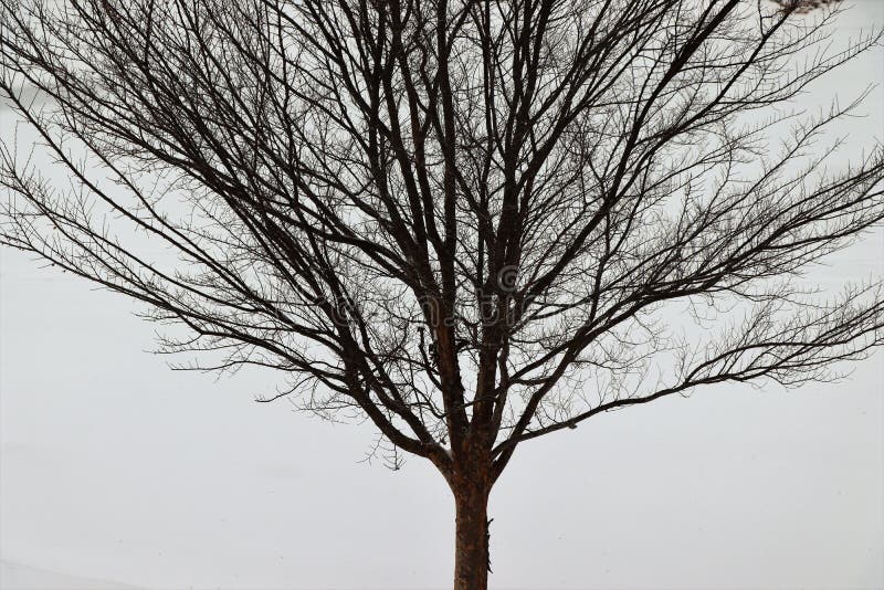 Elm tree on snow close-up stock photo. Image of branches - 239056364