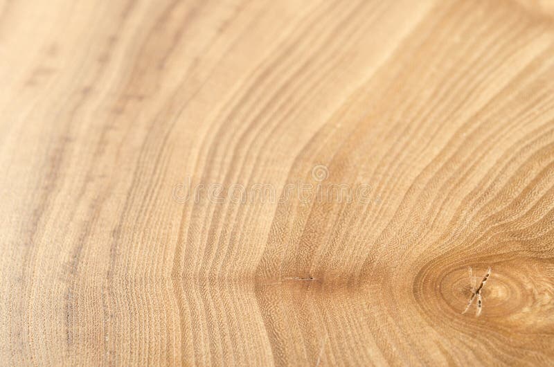 Cross Section Elm Tree Stock Photos - Free & Royalty-Free Stock Photos ...