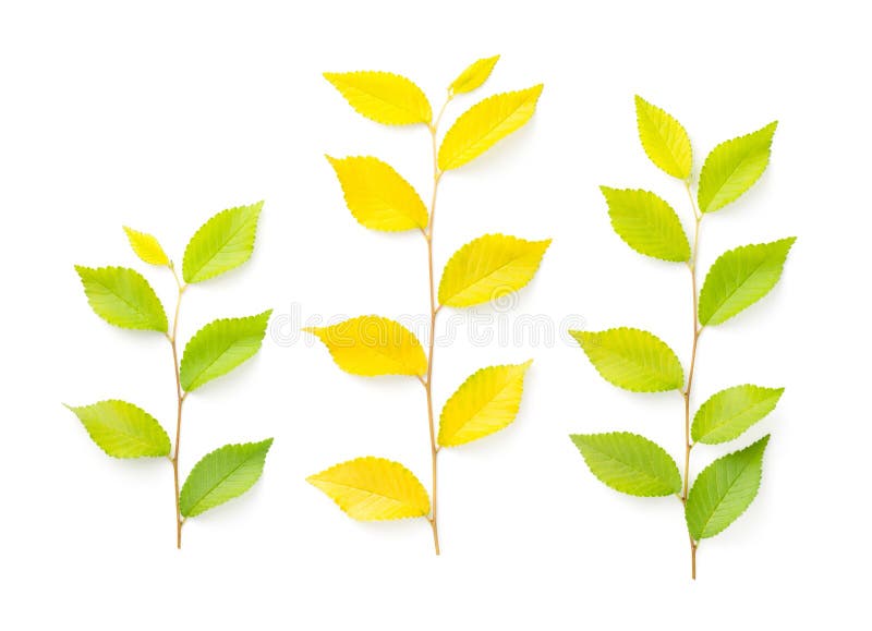 Elm Tree Twigs Isolated on White Background Stock Photo - Image of ...