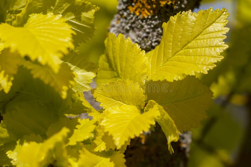 Elm Tree with Yellow Leaves in a Spring Time Stock Image - Image of ...