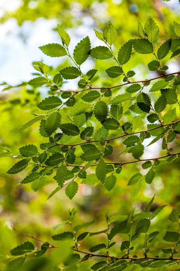 Branch Of Elm Tree With Young Leaves Stock Image - Image of fullblown ...