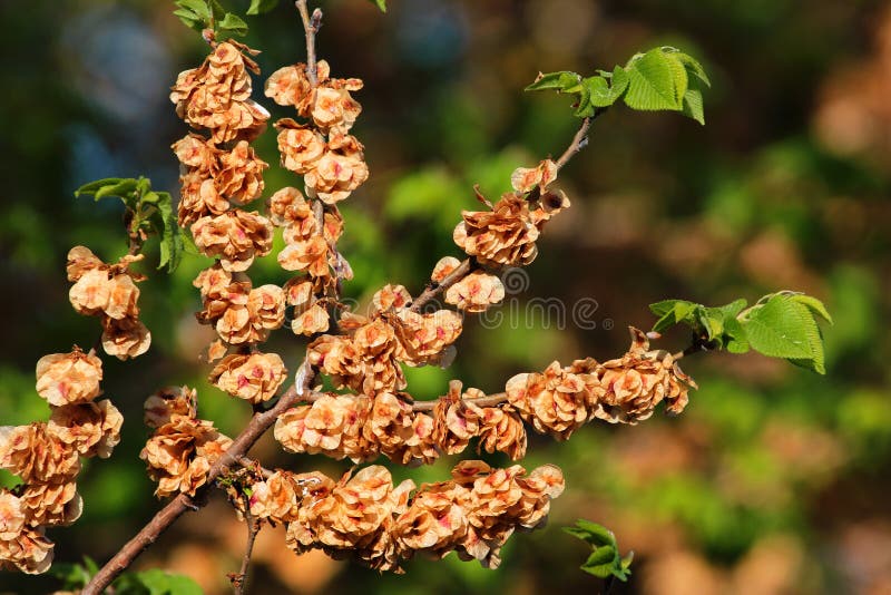 Elm Twig with Dry Yellow Samarae and Fresh Green Leaves Stock Photo ...