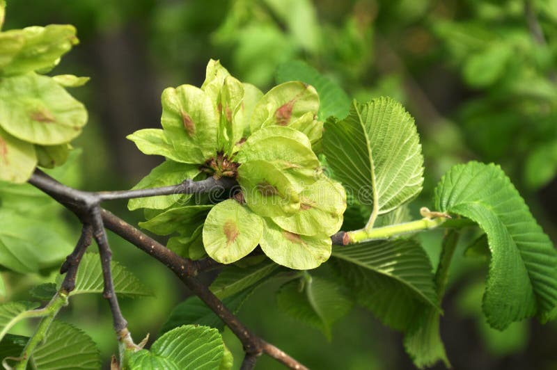 Elm Ulmus Twig with Leaves and Flower Stock Photo - Image of ...