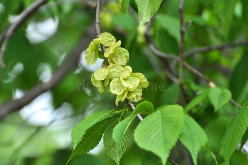 Elm Ulmus Twig with Leaves and Flower Stock Photo - Image of leaf ...