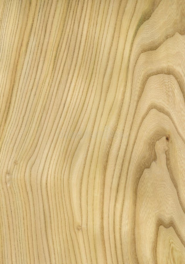 Elm Wood Texture stock photo. Image of texture, ulme - 15548068