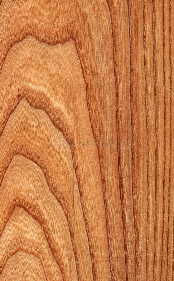 Elm (wood texture) stock photo. Image of board, lumber - 23701232