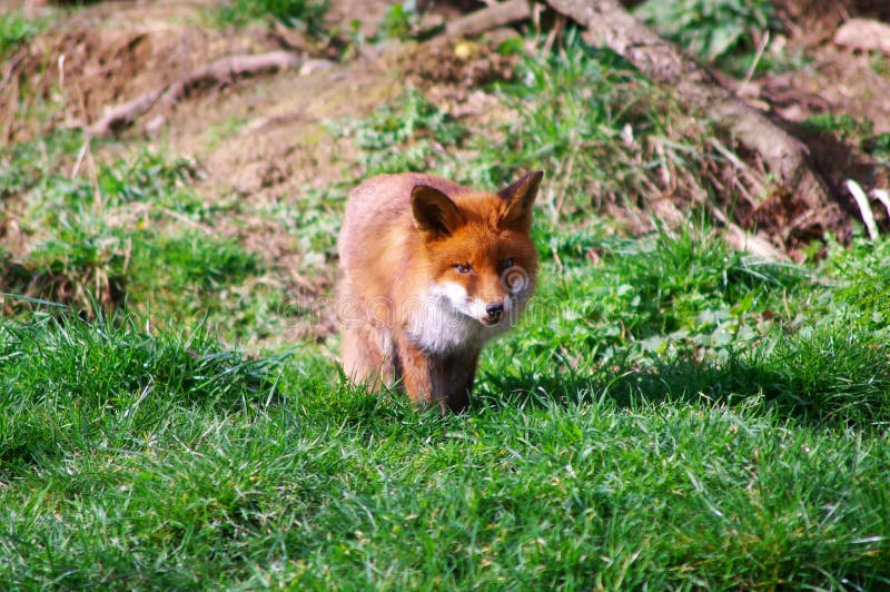 Elmo the Fox stock image. Image of tiggywinkles, nature - 45771361