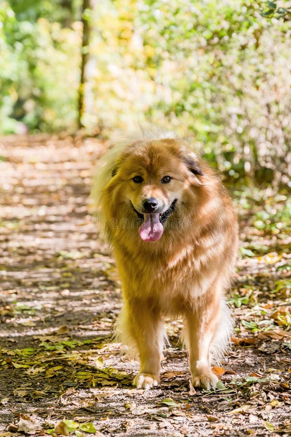 Elo dog on a forest path stock photo. Image of forest - 103743560