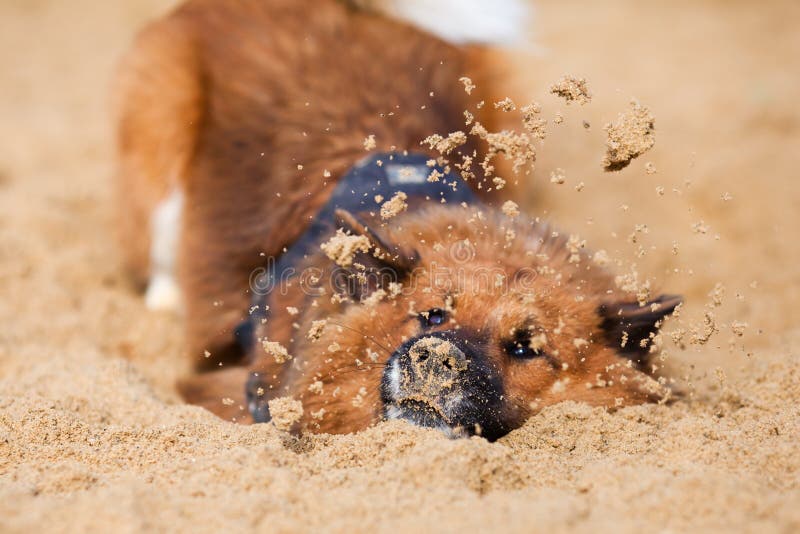 Elo Dog Playing with the Sand Stock Image - Image of dogs, outdoors ...