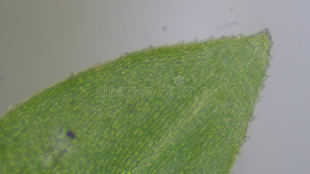 Elodea Canadensis Leaf Under Microscope at 300x Magnification Stock ...