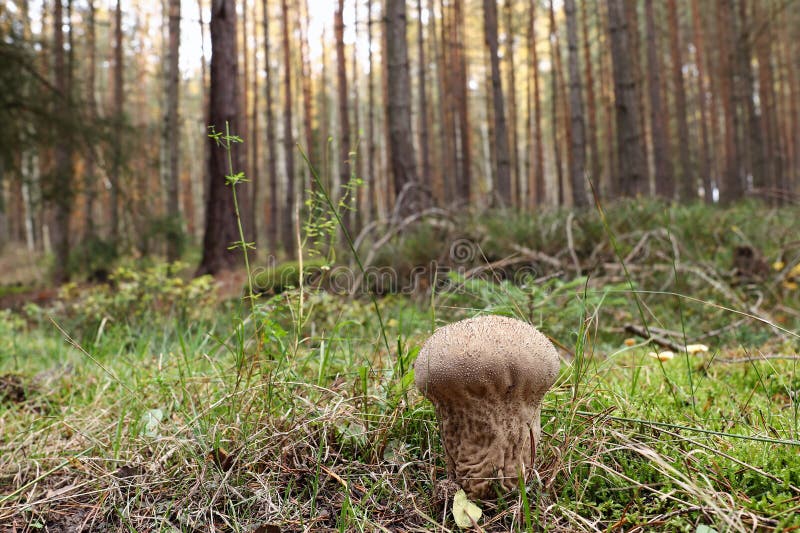 Elongate Puffball - Edible Mushroom Stock Image - Image of woodland ...