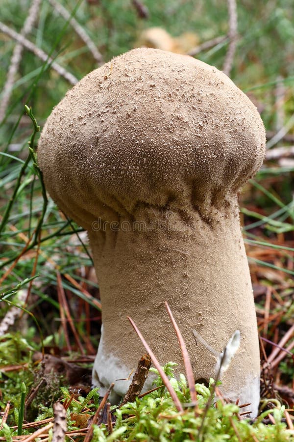 Elongate Puffball - Edible Mushroom Stock Photo - Image of nature ...