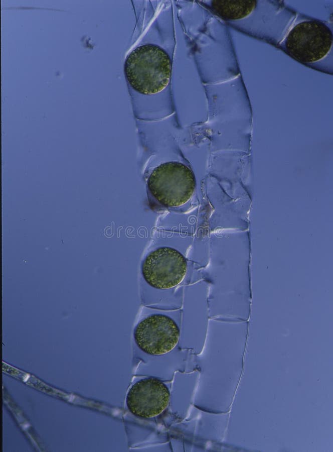 Green algae stock image. Image of microscopy, closeup - 224880551