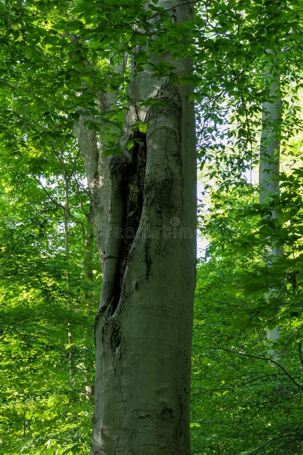 Elongated Woods Stock Photos - Free & Royalty-Free Stock Photos from ...