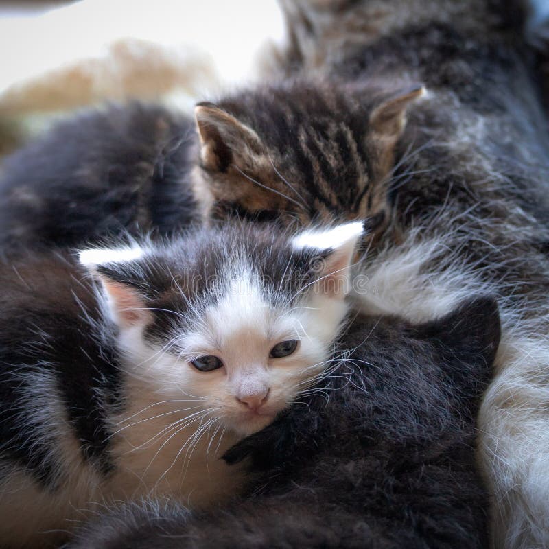 1,447 Mother Cat Hugging Kitten Photos - Free & Royalty-Free Stock ...