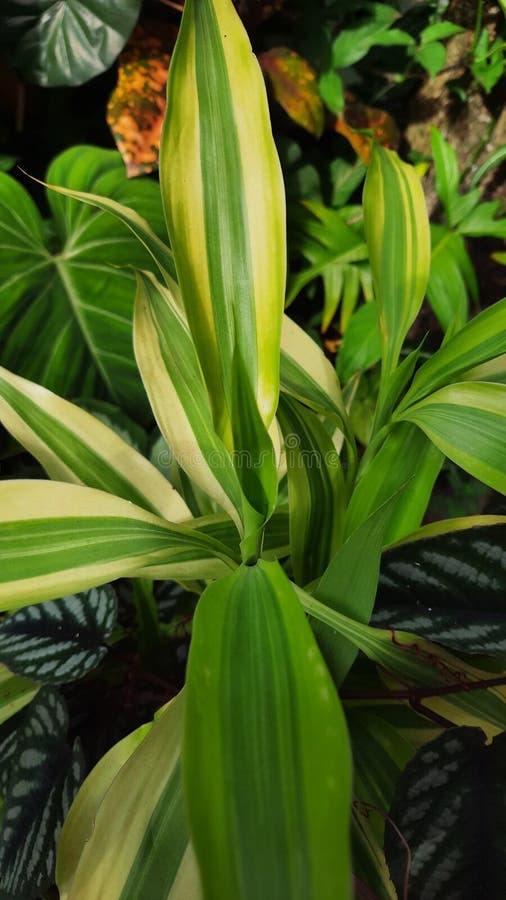 Elongated Leaf Character, Beautiful and Elegant Stock Photo - Image of ...