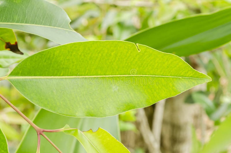 Java Plum Leaf stock photo. Image of long, jambolan - 162417828