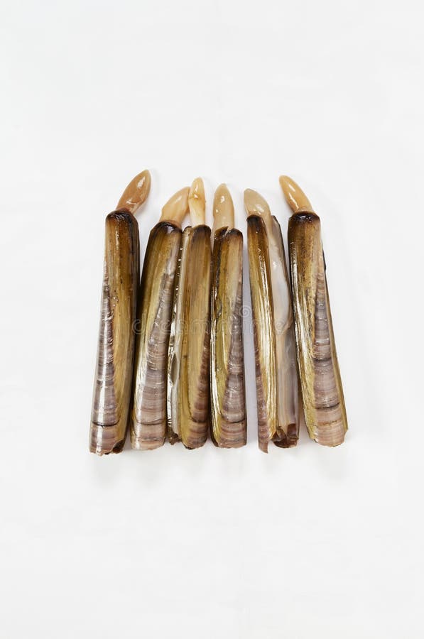 Shell of Bivalve Mollusc Noah`s Ark or Noah`s Arch Arca Noae Undersea ...