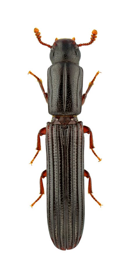 Elongatum de Colydium photo stock. Image du arthropode - 18435898