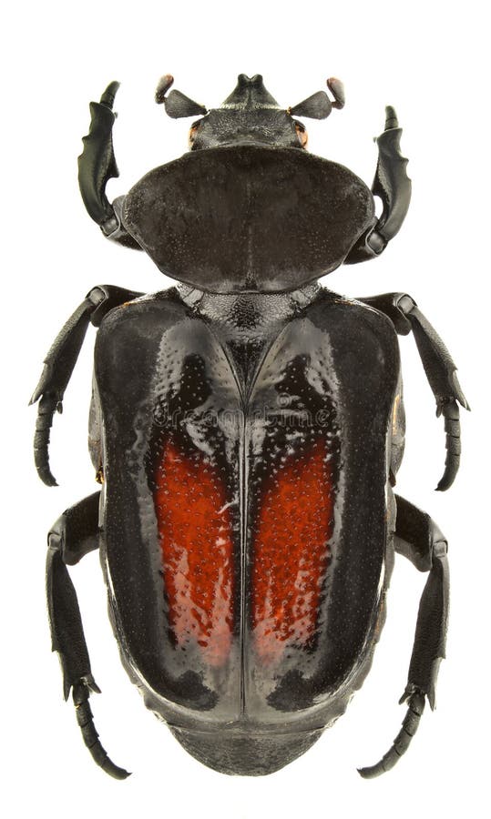 Elongatus van Cyclidius stock afbeelding. Image of naughty - 17526997