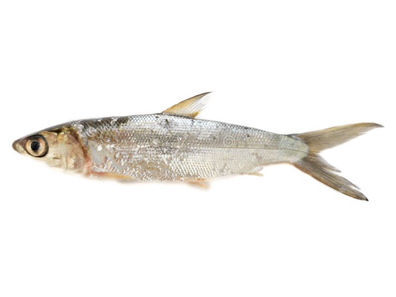 Elops Stock Photos - Free & Royalty-Free Stock Photos from Dreamstime