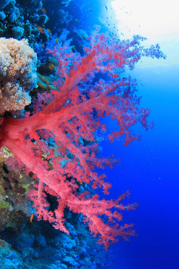 Reef and Colored School of Fish, Red Sea, Egypt Stock Image - Image of ...