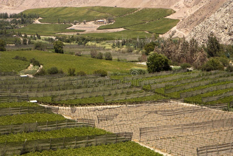 Elqui valley stock image. Image of vine, fertile, vineyard - 18257037