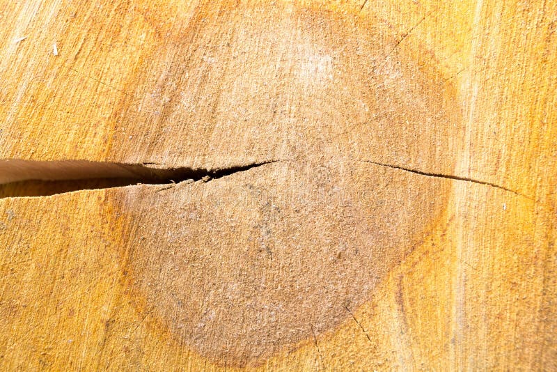 Els. Boom. Dwarsdoorsnede stock foto. Image of textuur - 78385770