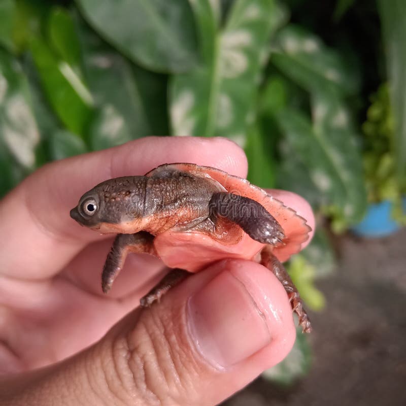 Elseya Schultzei Turtle Super Red Stock Photo - Image of turtle, animal ...