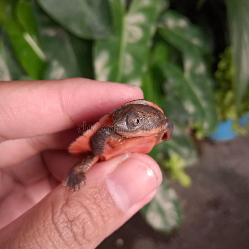 Elseya Schultzei Turtle Super Red Stock Image - Image of turtle, finger ...