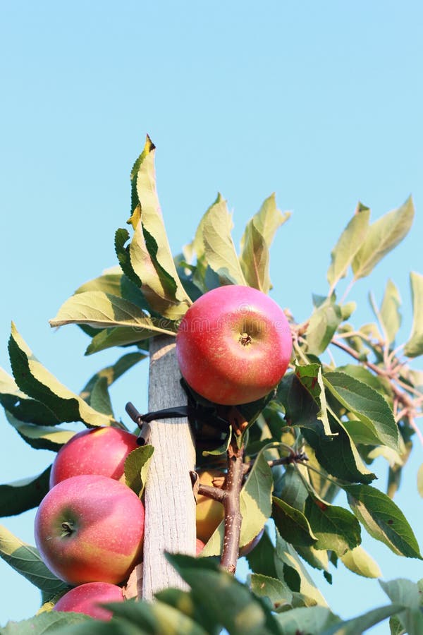 Elstar apples stock photo. Image of pears, elstar, apple - 26990816