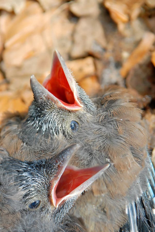 Baby-Elster stockbild. Bild von schlag, vogel, schätzchen - 49362435