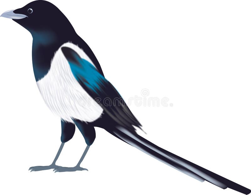 Elster stock abbildung. Illustration von magpie, weiß - 6957992