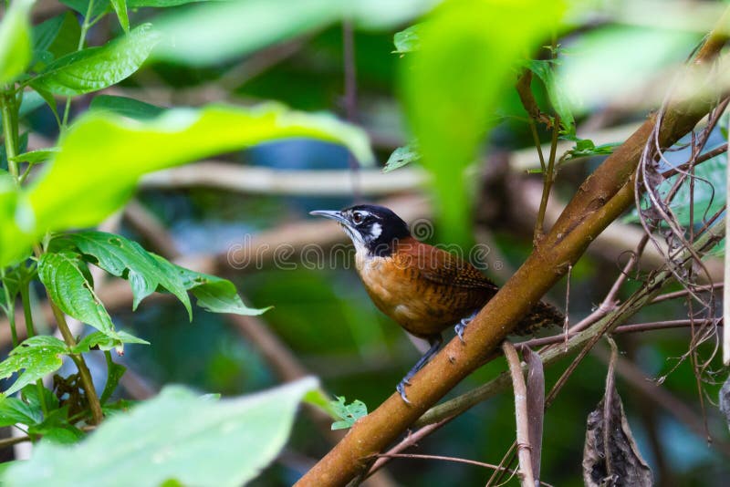 The elusive Bay Wren stock photo. Image of wren, path - 50011758