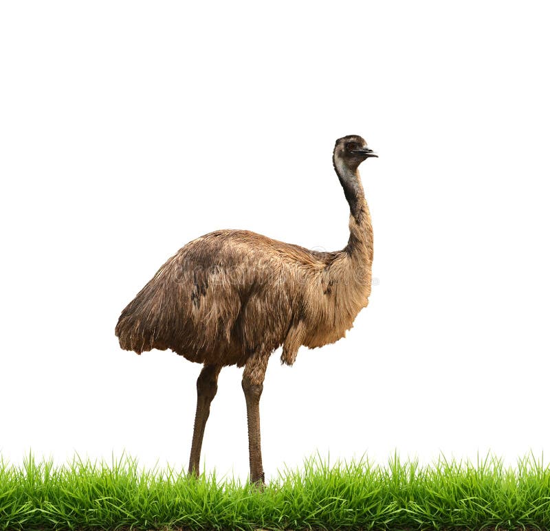 Emú Con La Hierba Verde Aislada Foto de archivo - Imagen de parque ...