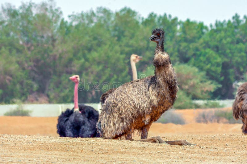 Avestruz del Emu foto de archivo. Imagen de pelo, retrato - 20386160