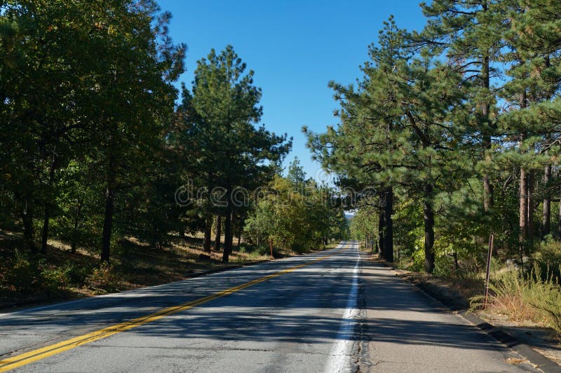 Empty Forest Road stock photo. Image of road, california - 267091654