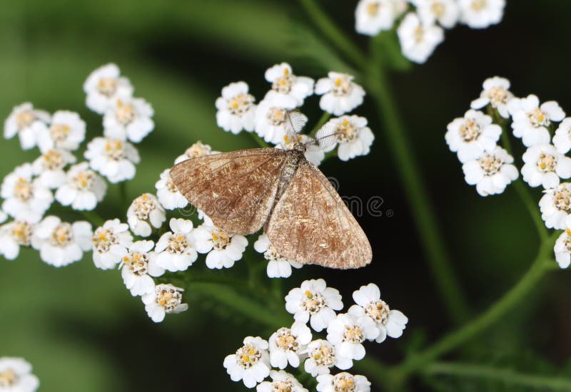Ematurga Atomaria (common Heath) Stock Photo - Image of heath, geometer ...