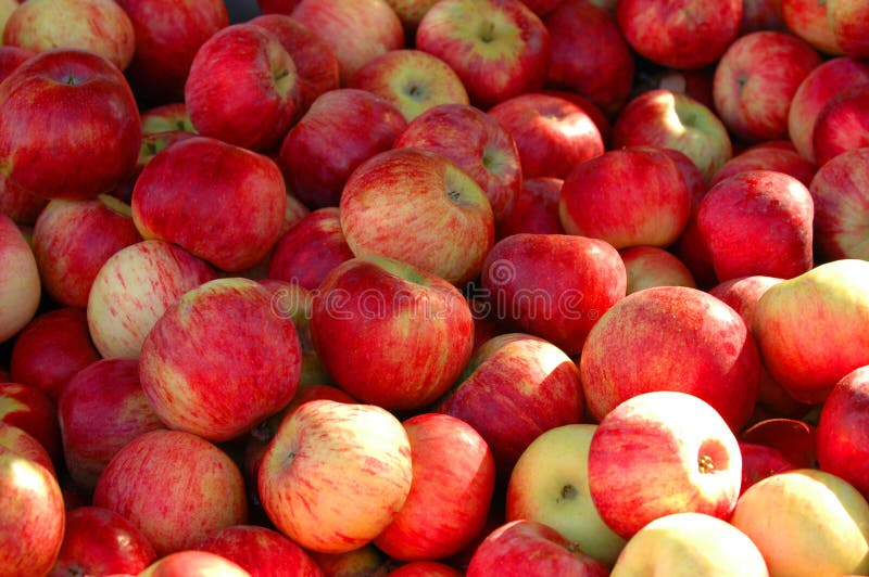 Manzanas en un cajón foto de archivo. Imagen de horizontal - 30933676