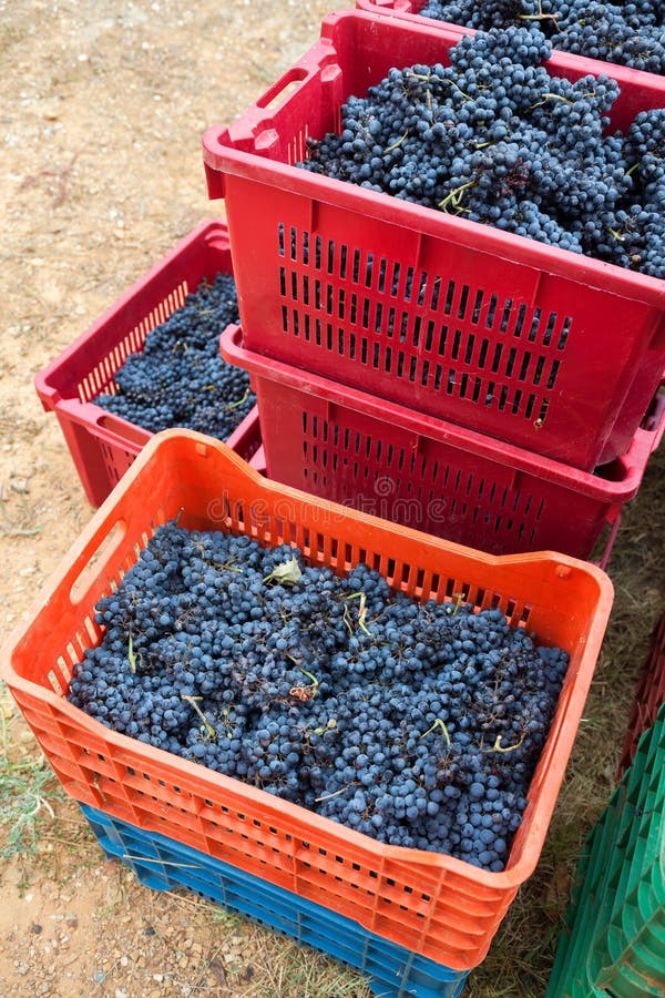 Embalajes Por Completo De Uvas Foto de archivo - Imagen de dulce ...