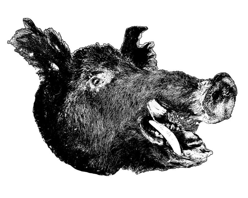 Embalbed Wild Pig Head Isolated Graphic Stock Image - Image of stuffed ...