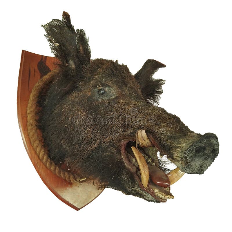 Embalbed Wild Pig Head Isolated Photo Stock Image - Image of hunter ...