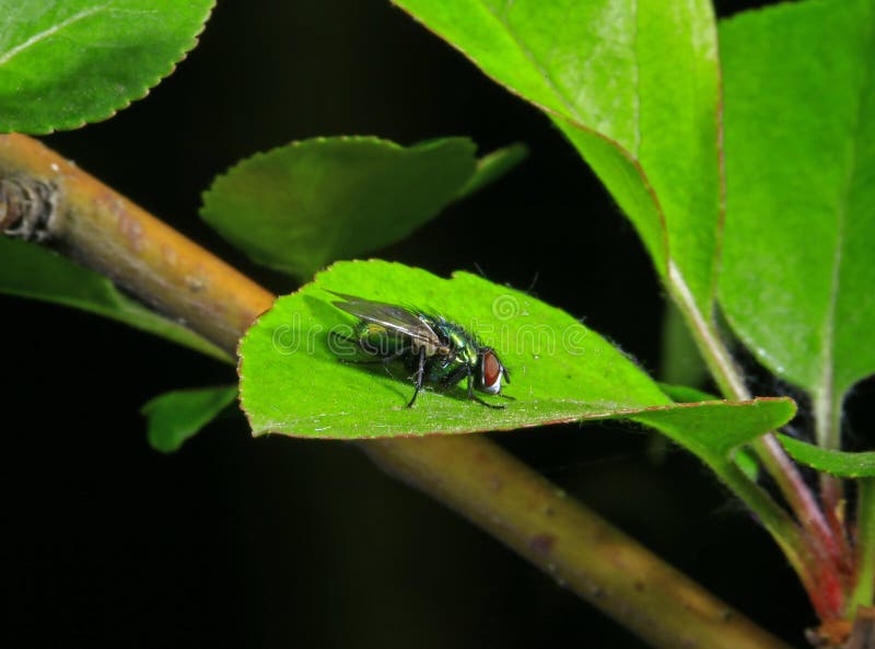 Embalmed, Taken in the Wild Stock Image - Image of arthropod, insect ...