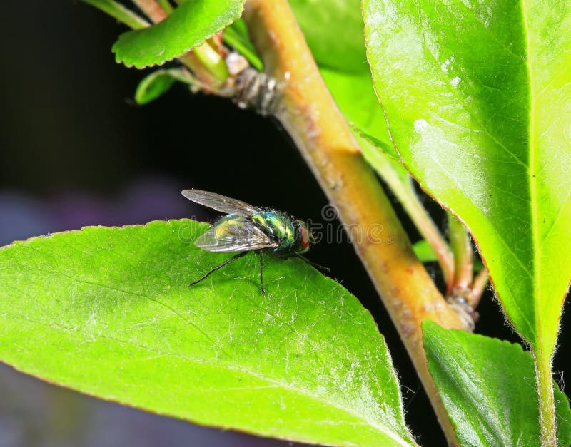 Embalmed, Taken in the Wild Stock Image - Image of small, insect: 238973187
